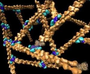 β-Actin - 搜狗百科