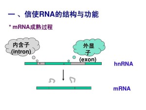 hnRNA - 搜狗百科