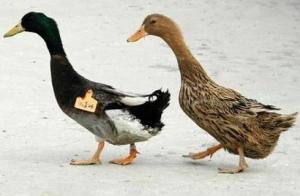 金定鸭 - 搜狗百科