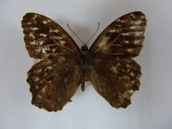 黄斑荫眼蝶 - 搜狗百科