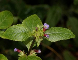 test_baike_大叶石龙尾 - 搜狗百科