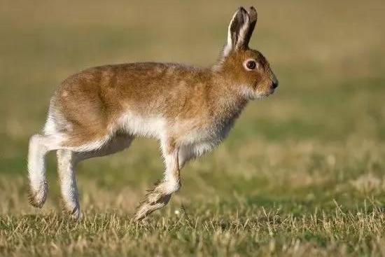 草兔(沙漠野兔)_搜狗百科