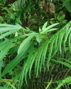 极简榕 - 搜狗百科