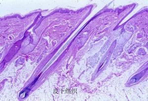 APUD细胞 - 搜狗百科