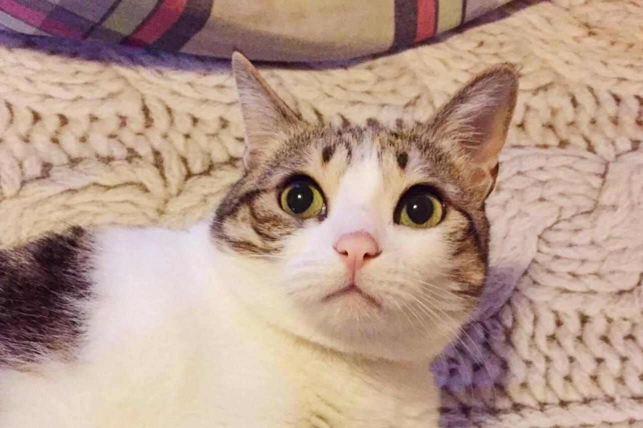 瓜皮猫_搜狗百科