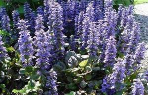 多花筋骨草 - 搜狗百科