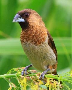 白腰文鸟 - 搜狗百科