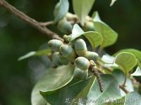 石栎 - 搜狗百科