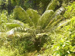 仙湖苏铁 - 搜狗百科