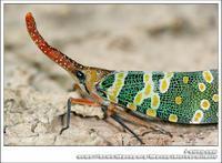 长鼻蜡蝉 - 搜狗百科