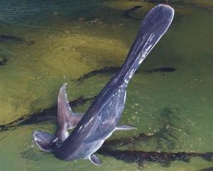 鸭嘴鱼 - 搜狗百科