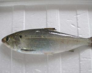 鲥鱼 - 搜狗百科