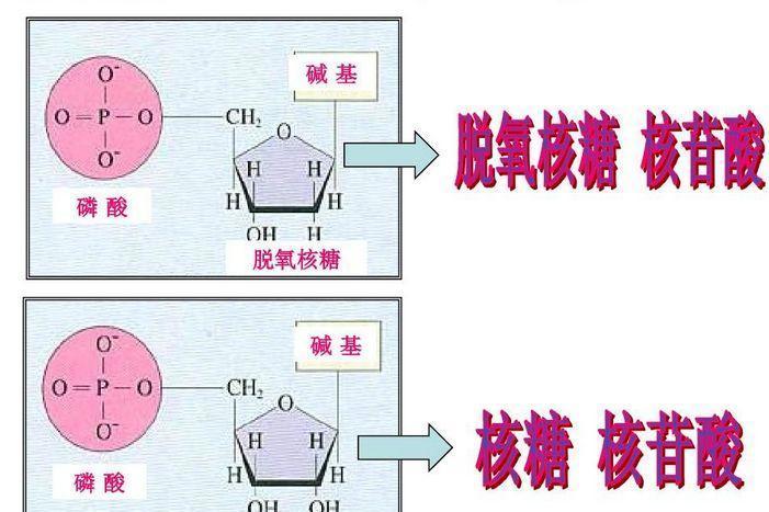 脱氧核苷酸脱氧核糖核酸的基本单位搜狗百科