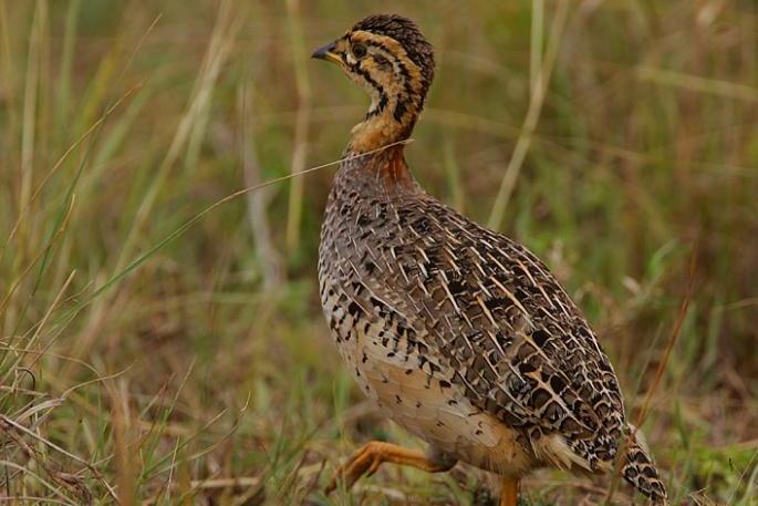 鹧鸪鸟(雉科鹧鸪属动物)_搜狗百科