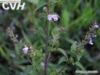 石荠苎 - 搜狗百科