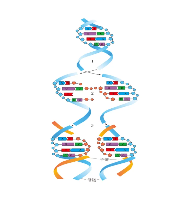 DNA复制 - 搜狗百科
