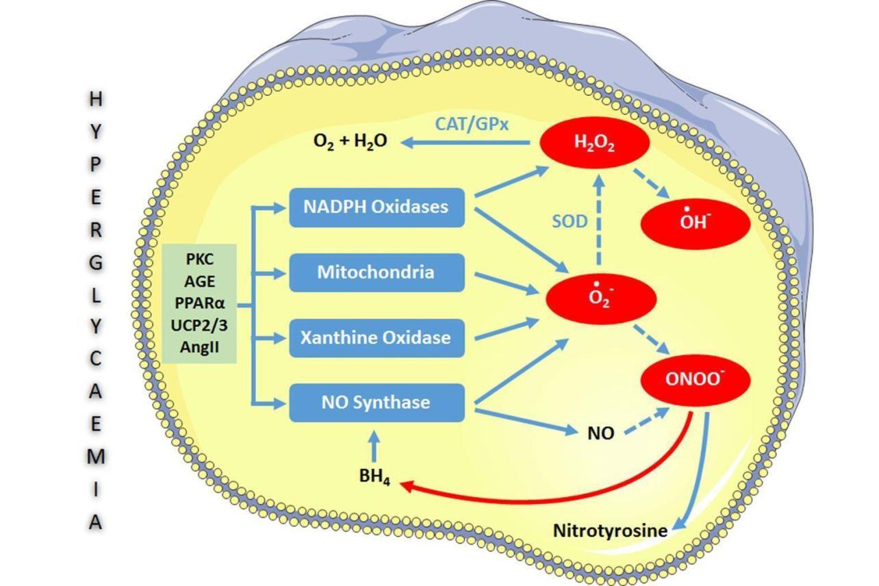 ros(活性氧簇)_搜狗百科