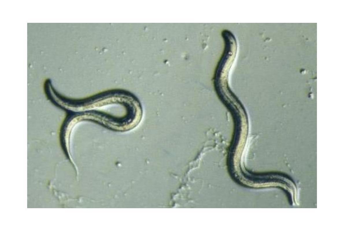 秀丽隐杆线虫(广杆线虫属线虫)_搜狗百科