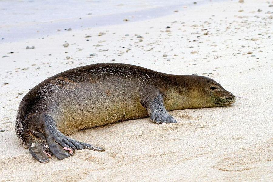 僧海豹(海豹科僧海豹属动物)_搜狗百科