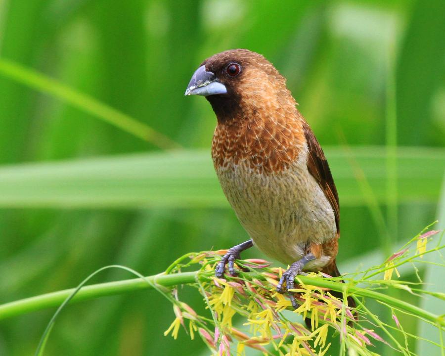 白腰文鸟 - 搜狗百科