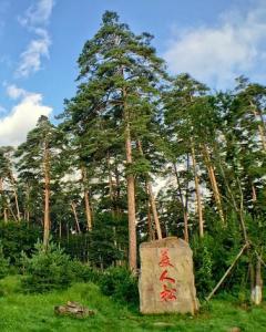 美人松 - 搜狗百科