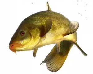 黄唇鱼 - 搜狗百科