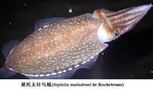 曼氏无针乌贼 - 搜狗百科