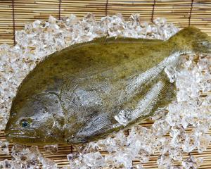 比目鱼 - 搜狗百科