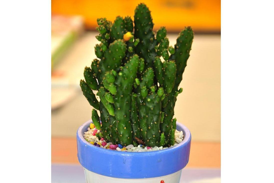 Cam植物 搜狗百科