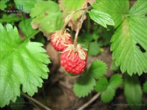东方草莓 - 搜狗百科