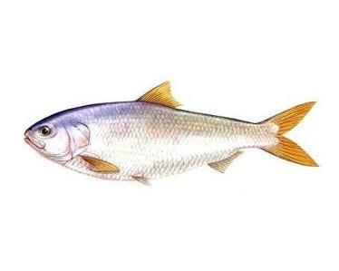 鲥鱼（鱼类动物） - 搜狗百科