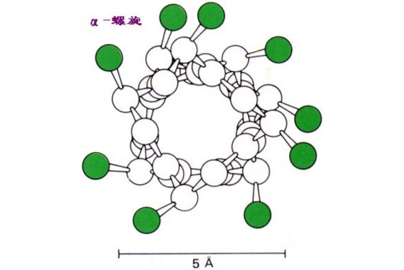 α螺旋(蛋白质二级结构的主要形式)_搜狗百科
