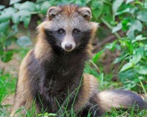 貉（哺乳动物） - 搜狗百科