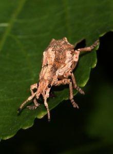 中国癞象 - 搜狗百科