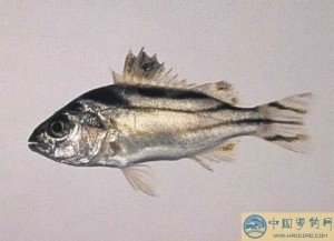 丁公鱼 - 搜狗百科