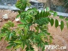 无翼坡垒 - 搜狗百科