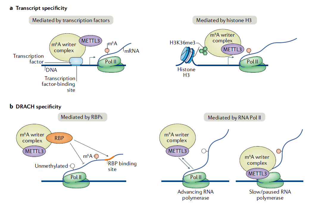 转录因子 - 搜狗百科
