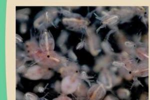 汤匙华哲水蚤 - 搜狗百科