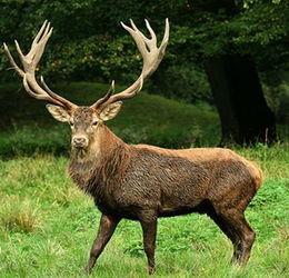 马鹿（动物） - 搜狗百科