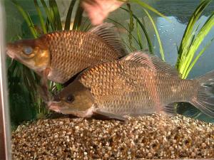 岩鲤 - 搜狗百科