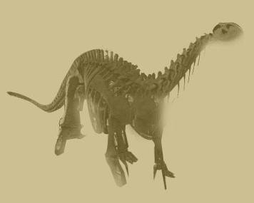 川东虚骨龙 - 搜狗百科