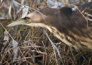 褐麻鳽 - 搜狗百科