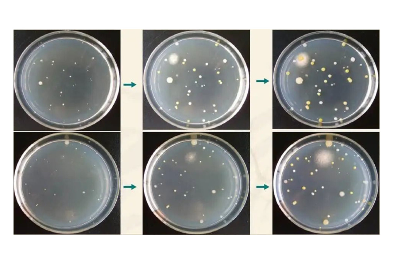 CFU(微生物学)_搜狗百科