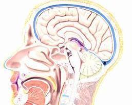 核黄疸 - 搜狗百科