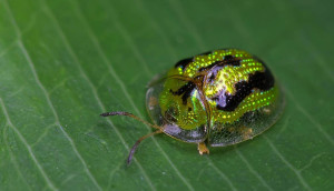 甘薯台龟甲 - 搜狗百科