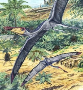 郝氏翼龙 - 搜狗百科