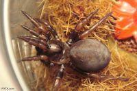 活板门蛛 - 搜狗百科