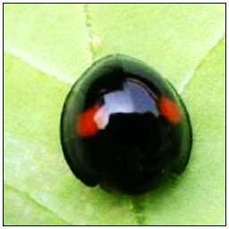 红点唇瓢虫 - 搜狗百科