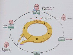 Cyclin D1 - 搜狗百科