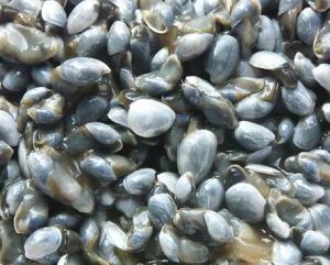 泥螺（水产） - 搜狗百科